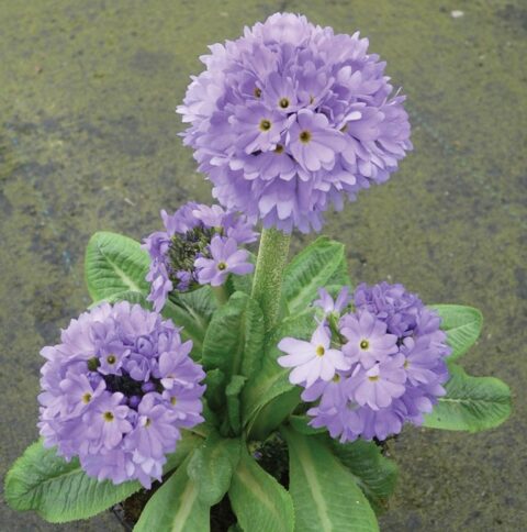 Stauder | Køgevejens Planteskole